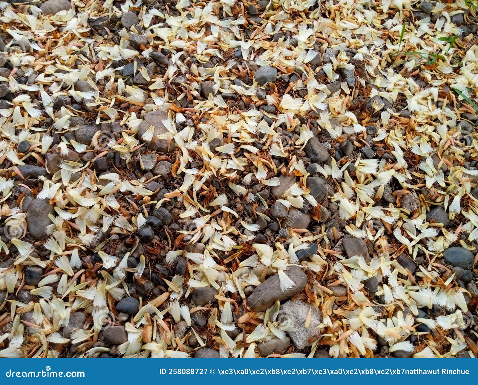 Flower Petals Falling on the Ground Stock Image - Image of flooring ...