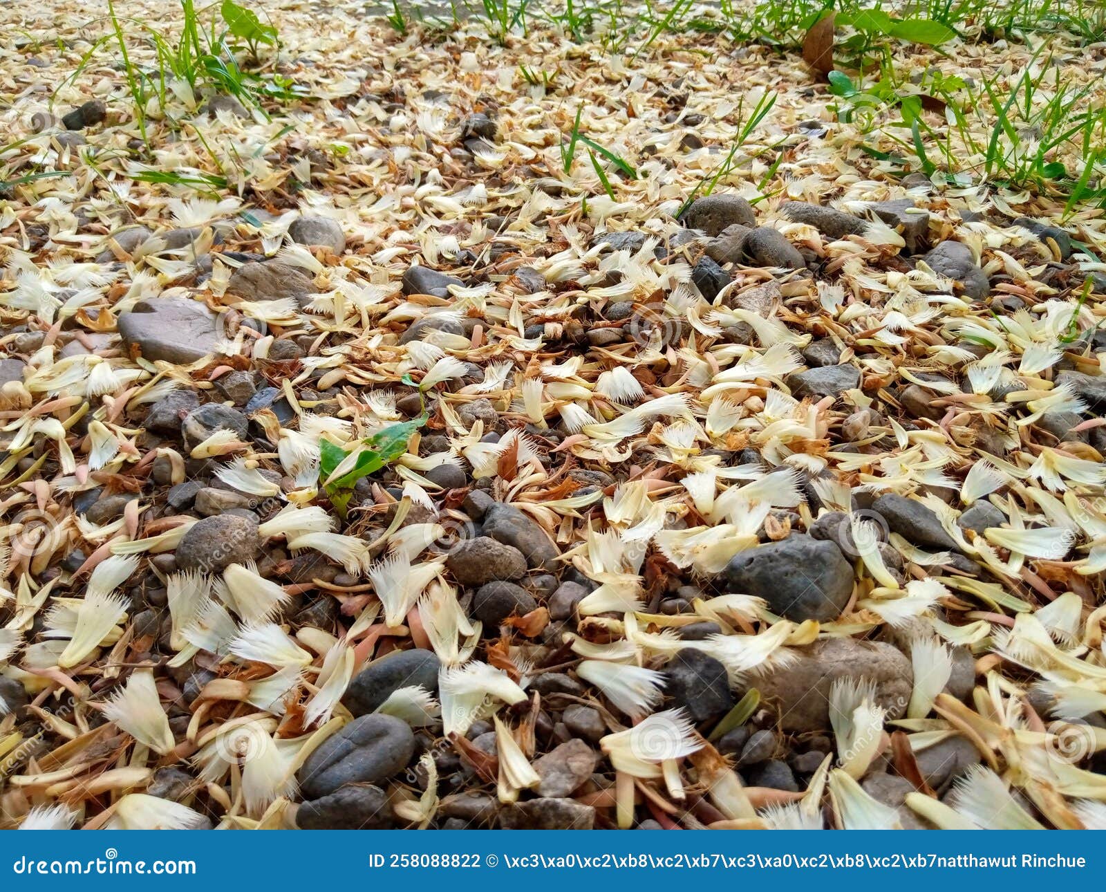 Flower Petals Falling on the Ground Stock Photo - Image of branch, soil ...