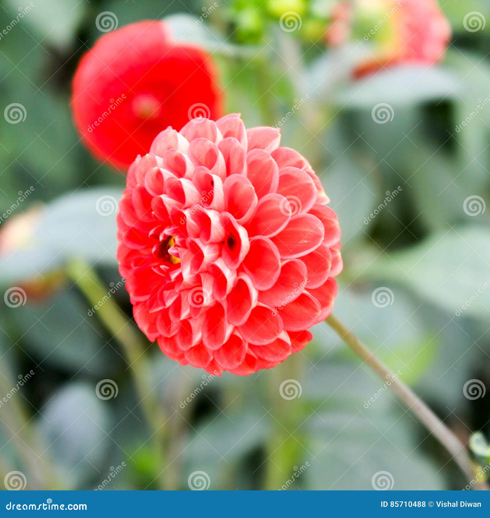 Flower of 100 petals stock photo. Image of beautiful - 85710488