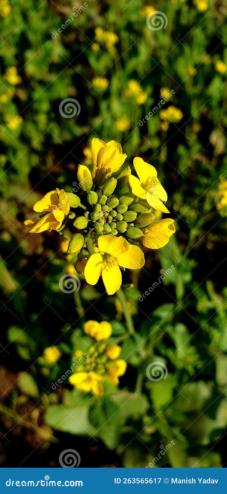Flower Petals of Mustered Plant Stock Image - Image of yellow, meadow ...