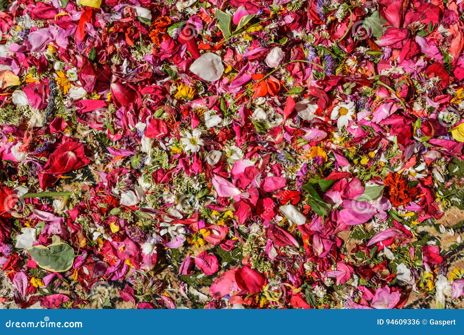 Flower petals scattered stock photo. Image of petals - 94609336