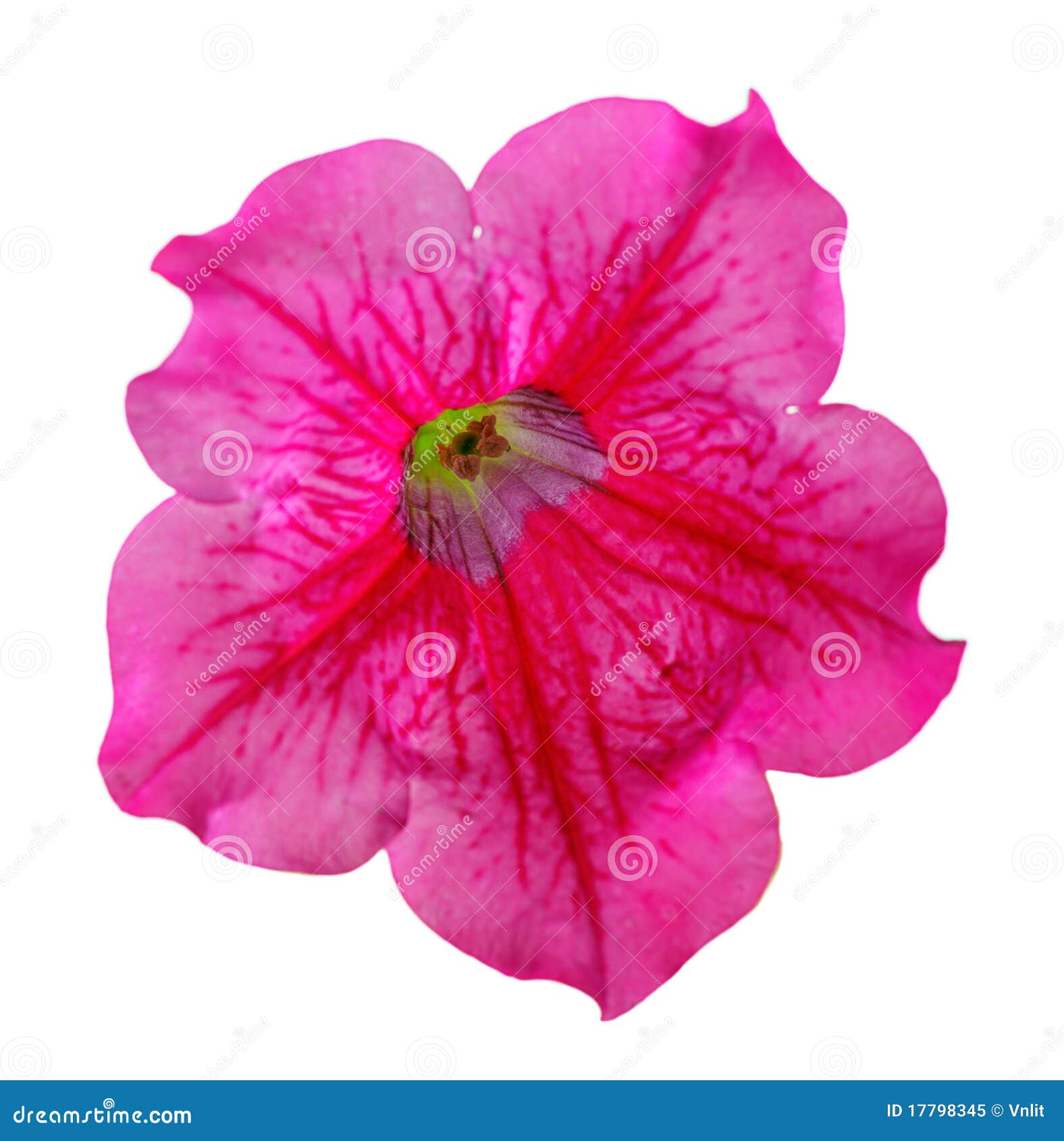 265 Petunia Flower Petal Shape Stock Photos - Free & Royalty-Free Stock ...