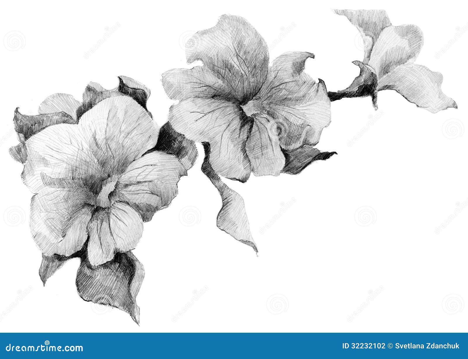 Flower Petunia Sketch Bouquet Stock Illustration - Illustration of ...