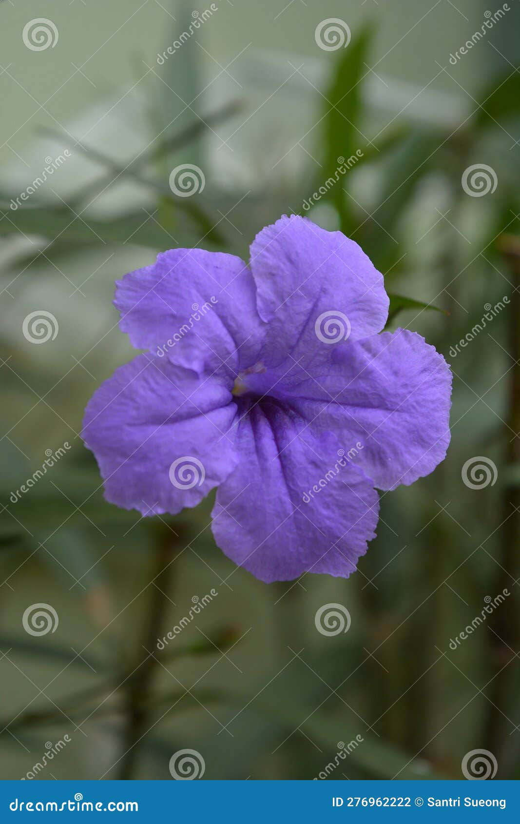 Flower stock photo. Image of shrub, nature, blossom - 276962222