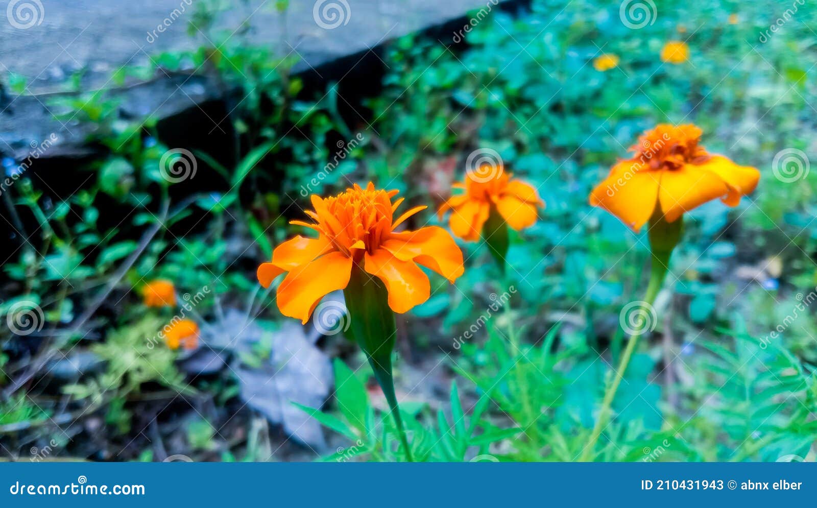 This is a Flower Photo with the Latin Name Tagetes Erecta Stock Image ...
