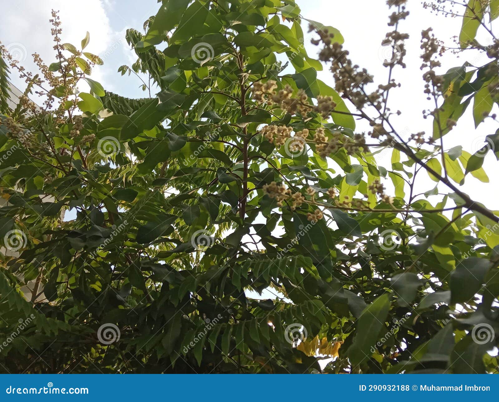 The Flower in the Photo is from a Longan Tree Growing in a Pot in My ...