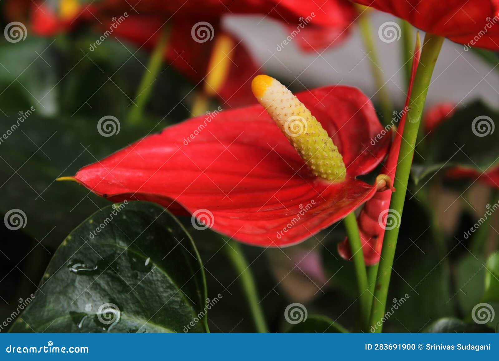 Flower photography stock photo. Image of recreating - 283691900