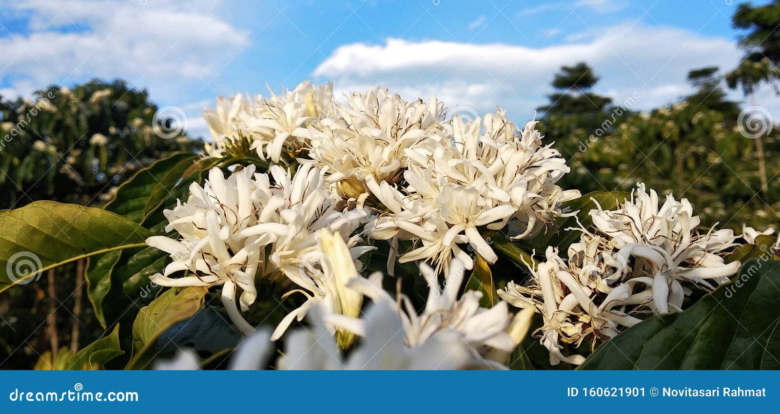 Flower Photos of Coffee Trees that are Still Blooming and Beautiful ...