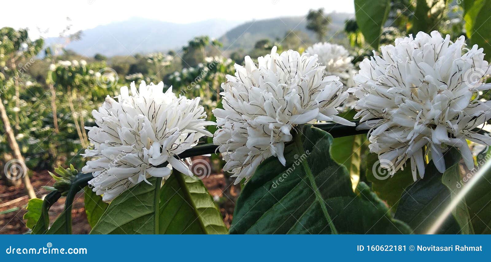 Flower Photos of Coffee Trees that are Still Blooming and Beautiful ...