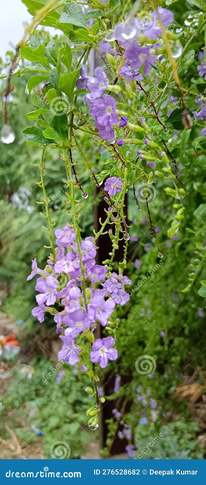 Flower pik stock photo. Image of blossom, plant, produce - 276528682