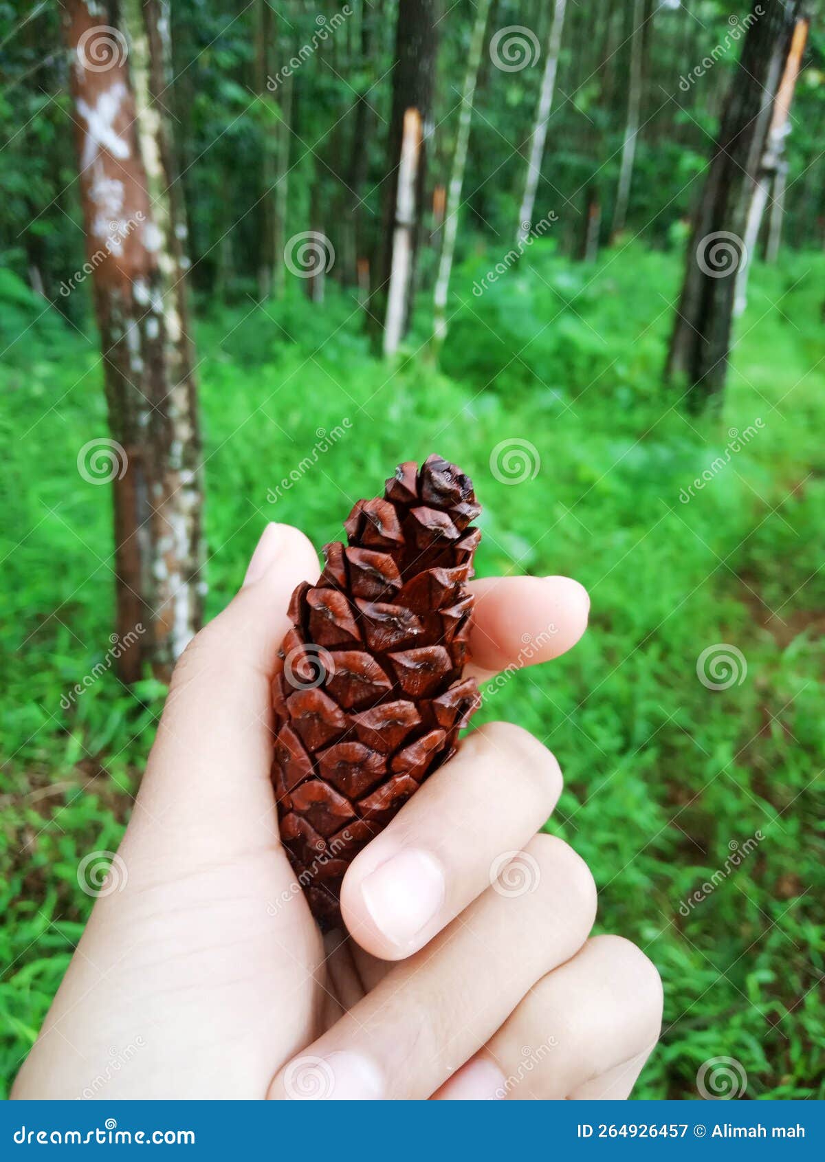 The Flower of Pine Tree Hold on People in Forest Stock Image - Image of ...