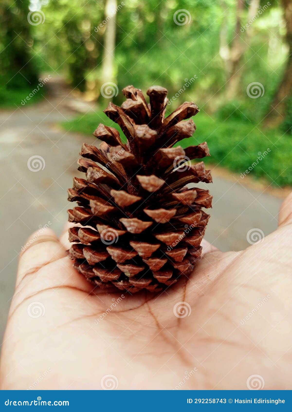 Flower of pine tree stock image. Image of produce, twig - 292258743