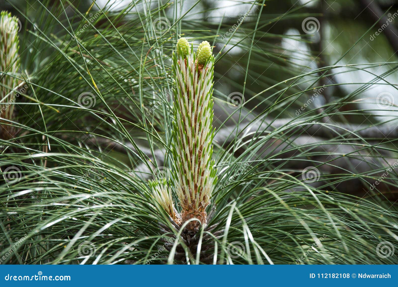 Pine tree flower stock photo. Image of nature, forest - 112182108