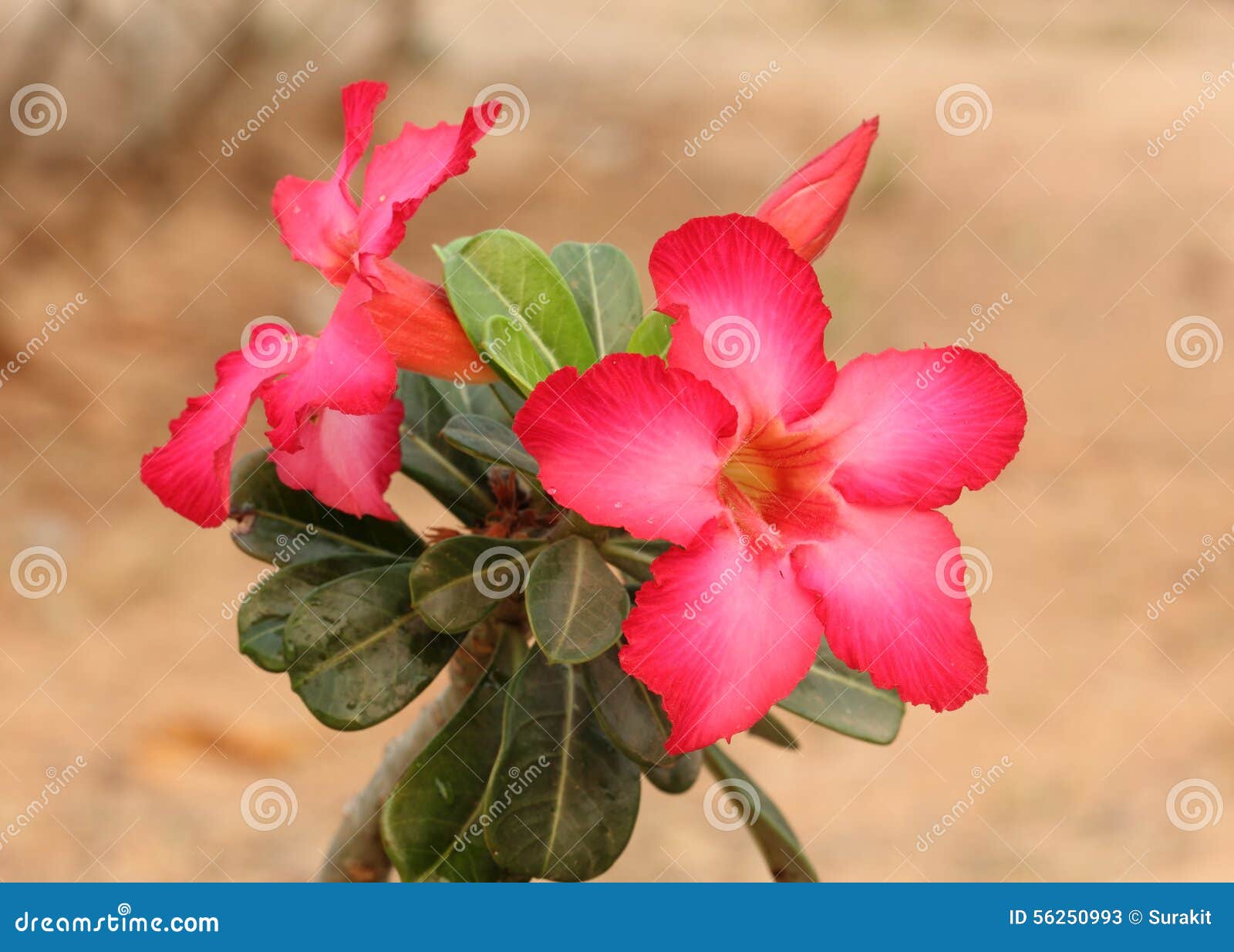 Flower Pink Adenium stock image. Image of botanical, azalea - 56250993