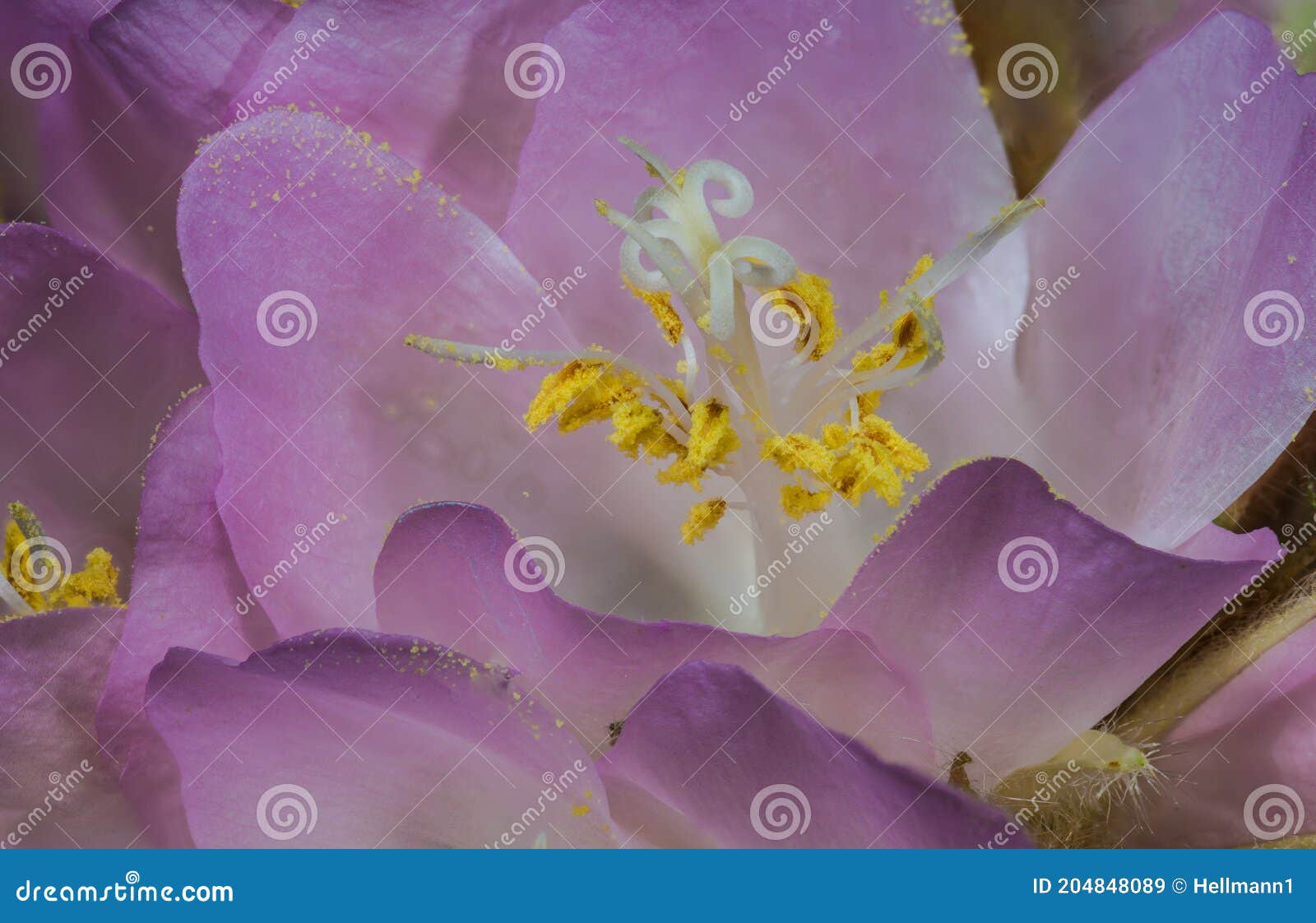 Flower of the Pink Ball Tree Stock Image - Image of flower, macro ...