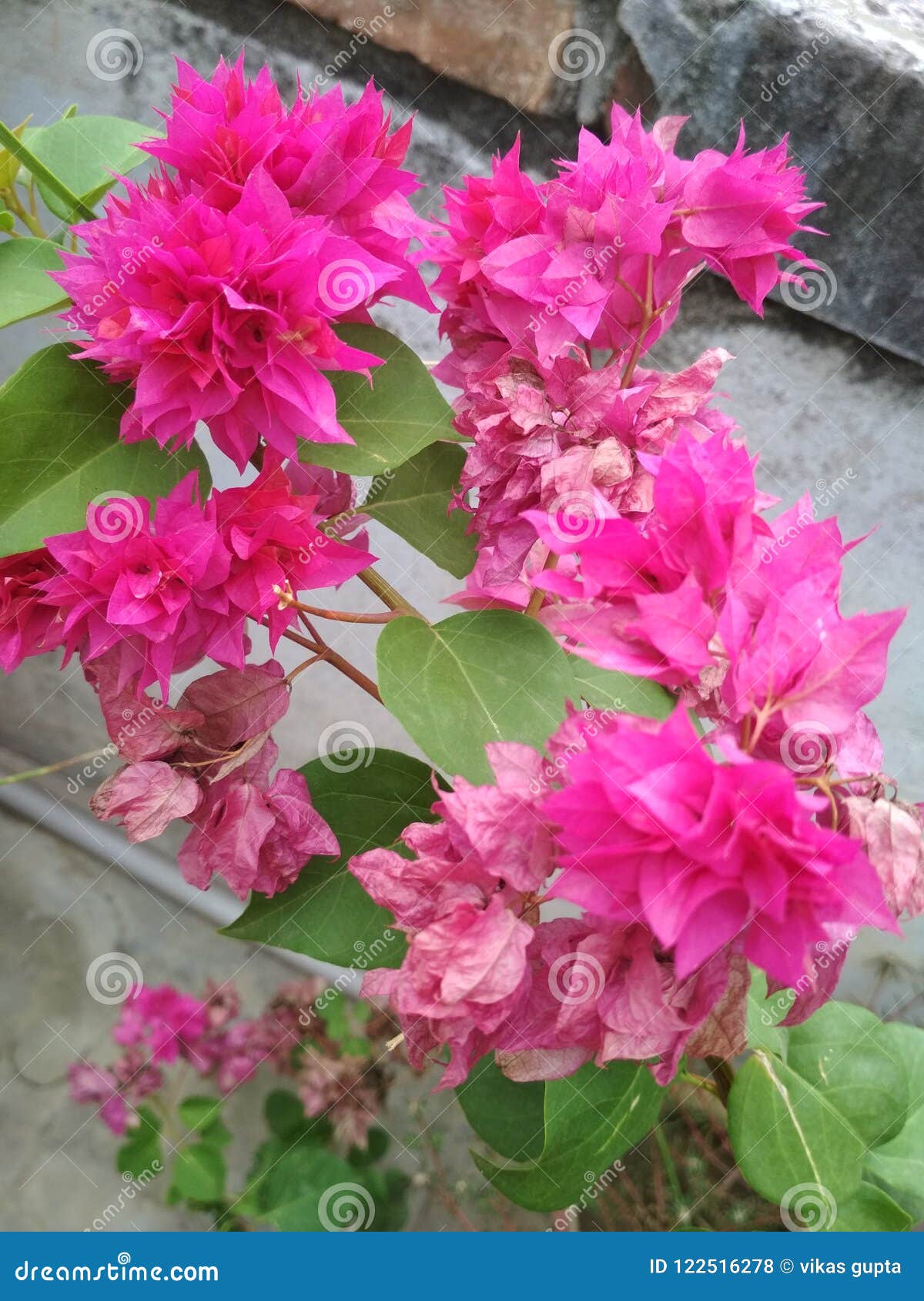 Flower stock photo. Image of leaf, green, pink, daheliya - 122516278