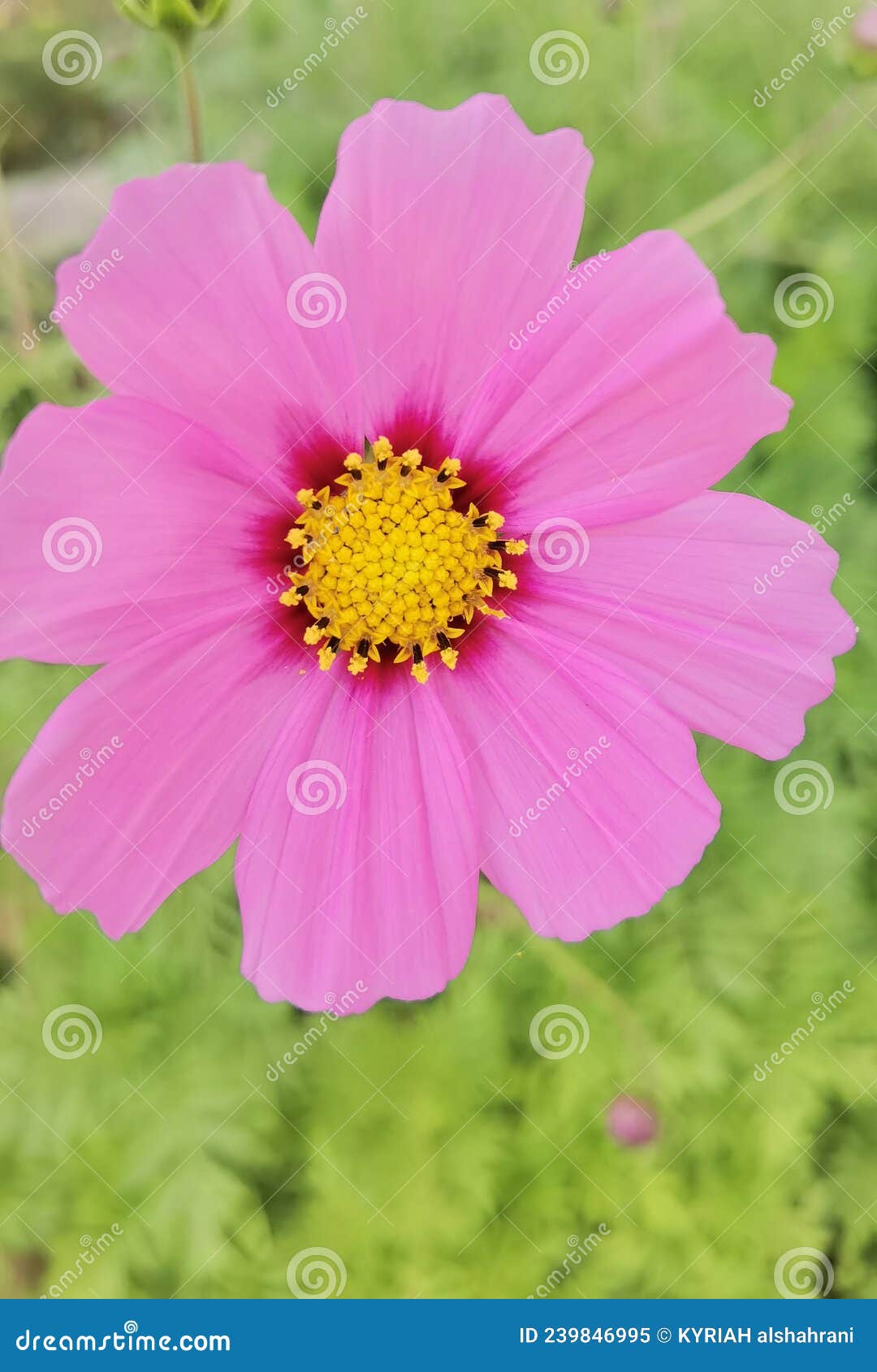 Flower pink in farm stock image. Image of farm, spring - 239846995