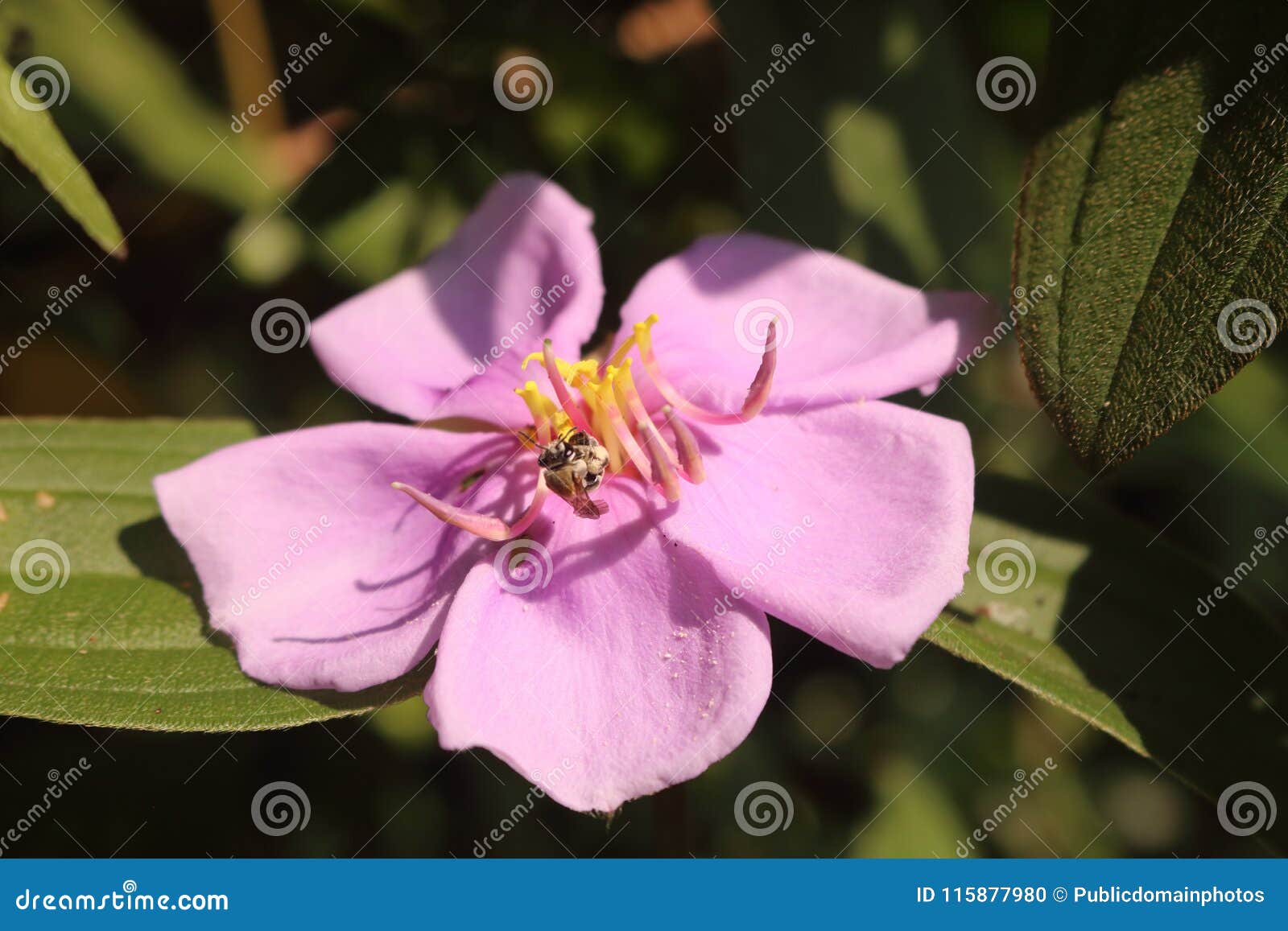 Flower, Pink, Flora, Plant Picture. Image: 115877980