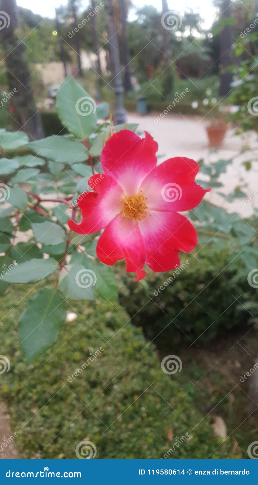 Flower stock photo. Image of pink, sicily, sicilia, flower - 119580614