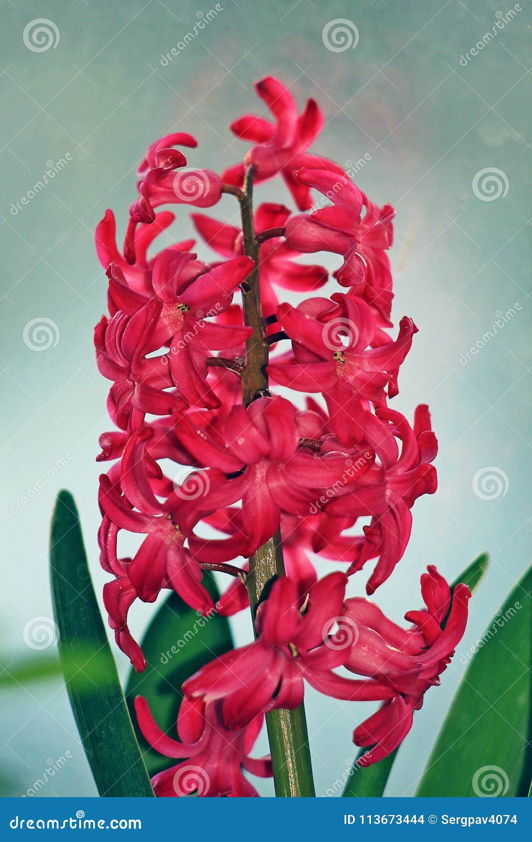 Flower of a Pink Hyacinth Close Up Stock Photo - Image of freshness ...