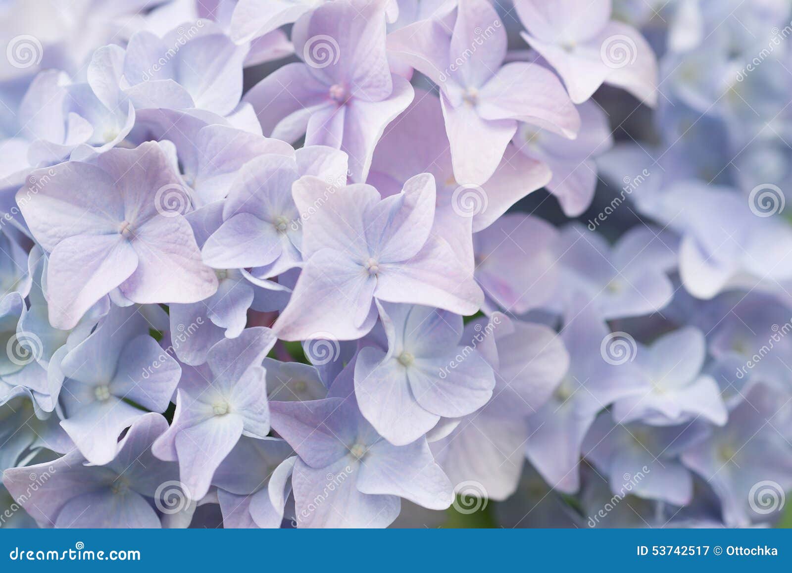 Flower Pink Hydrangea. Soft Focus Stock Image - Image of decorate ...