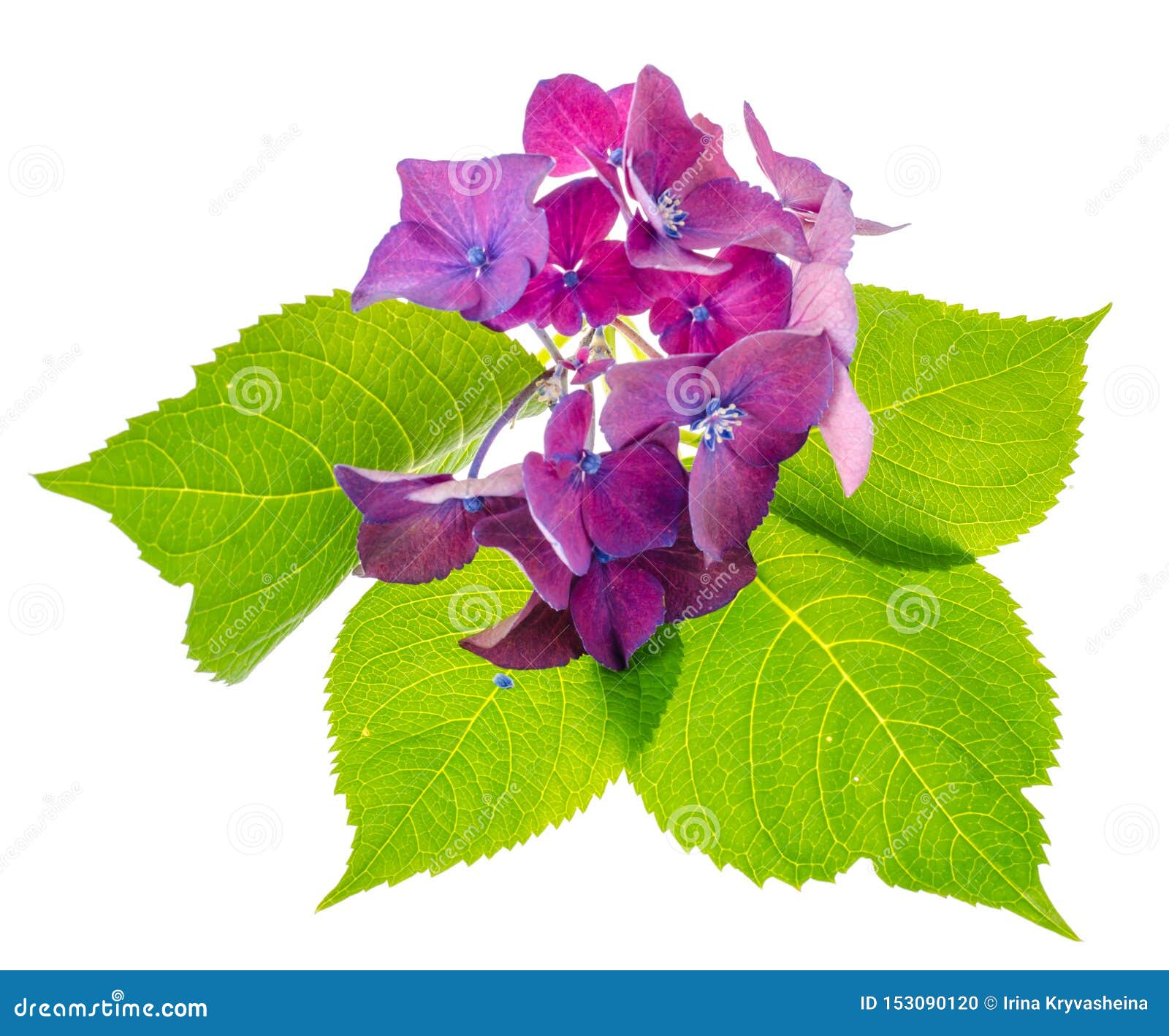 Flower of Pink Hydrangea on White Background Stock Photo - Image of ...
