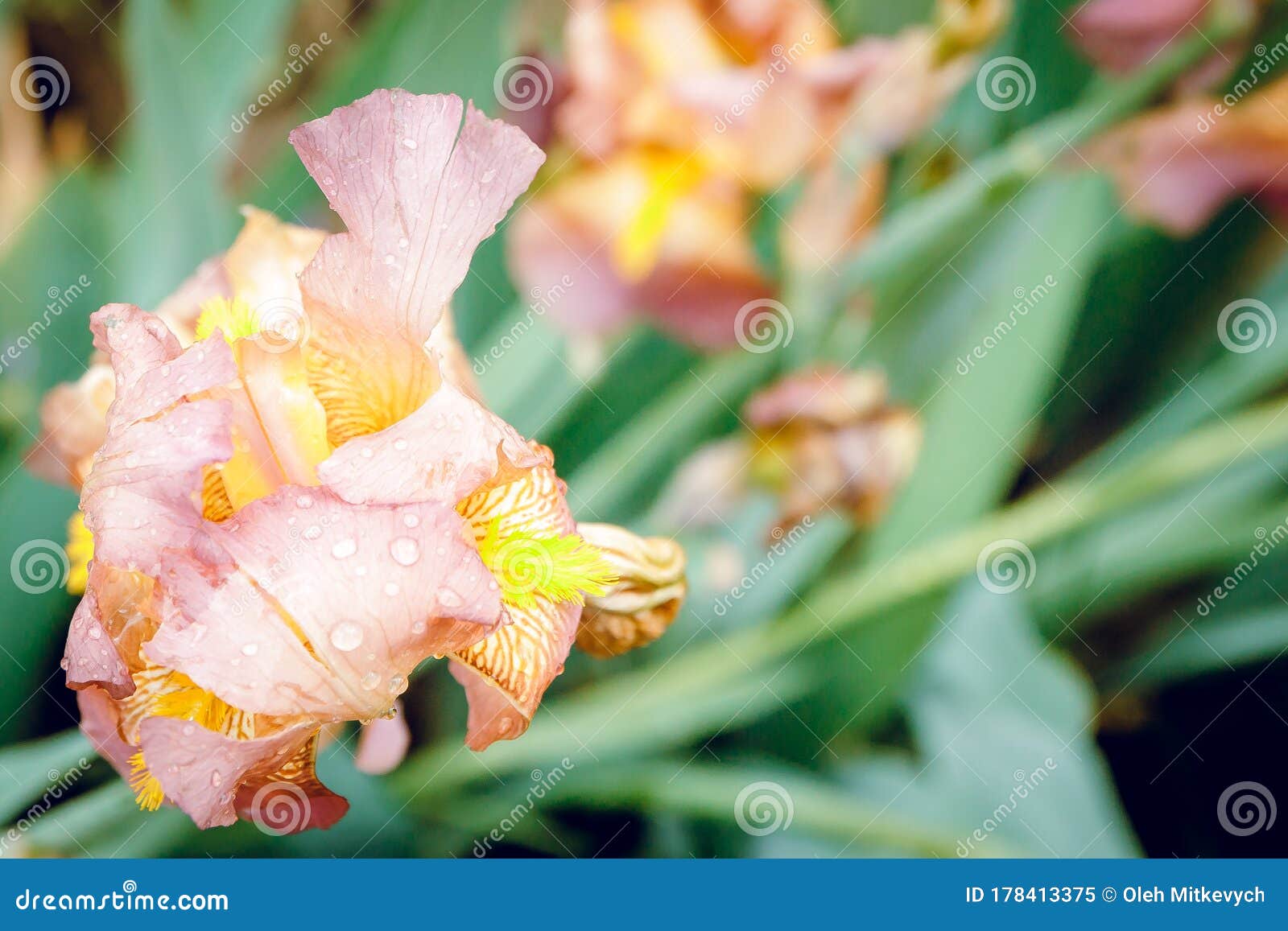 Flower Pink Iris in the Morning Dew. the Botanic Gardens Stock Image ...