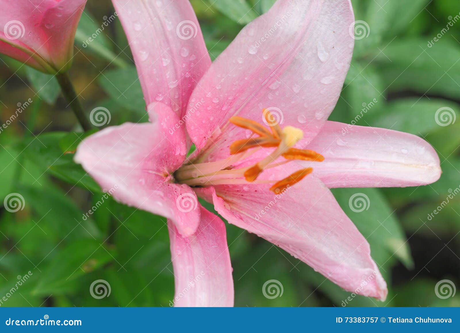 Flower of Pink Lilies with Dew Drops Macro Stock Image - Image of rain ...