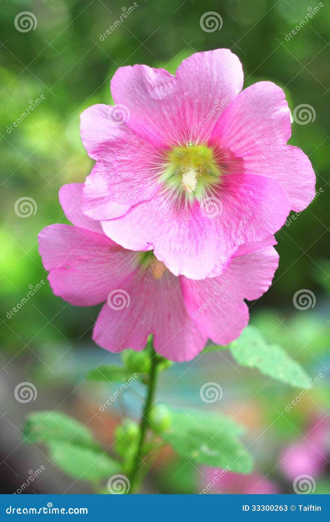 Flower of pink mallow stock image. Image of rosea, garden - 33300263