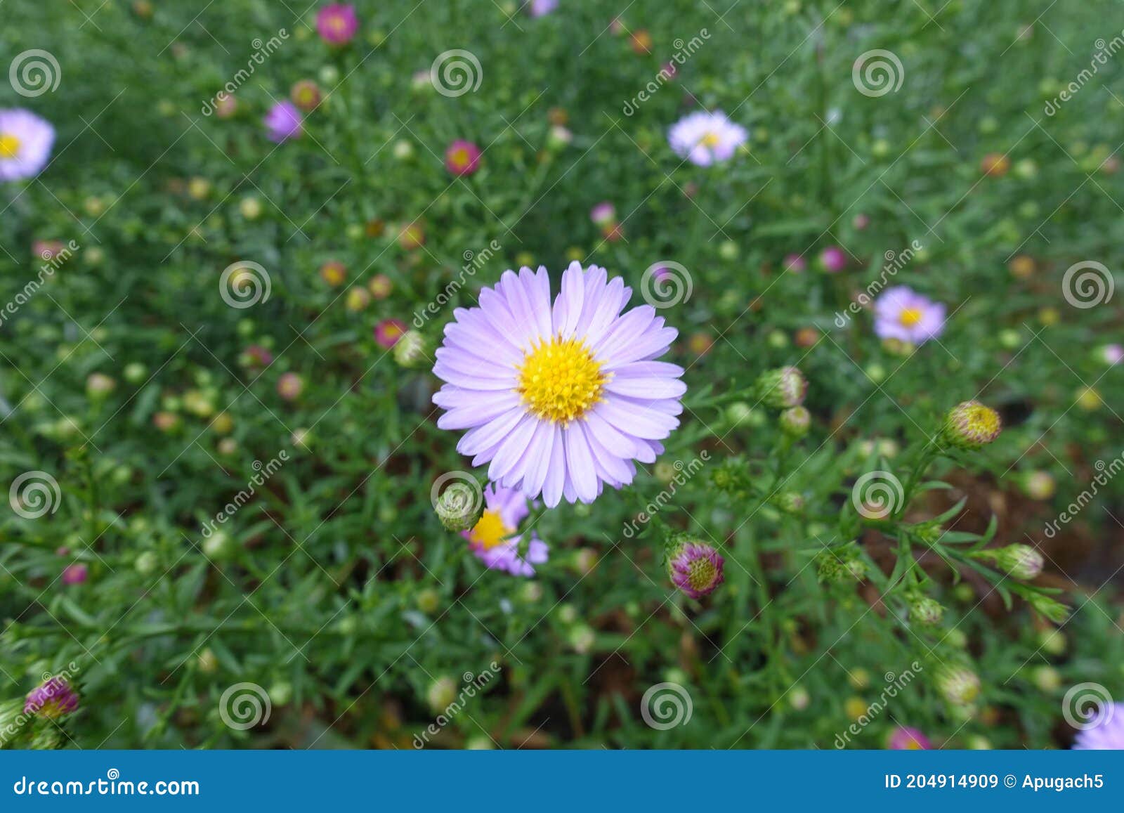 A Flower of Pink Michaelmas Daisies Stock Image - Image of aster ...