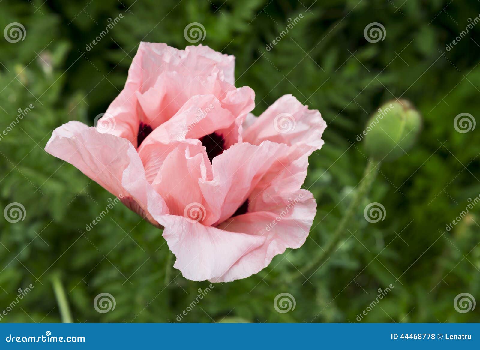 Flower of Pink Poppy (Papaver) Stock Photo - Image of outdoor, bloom ...