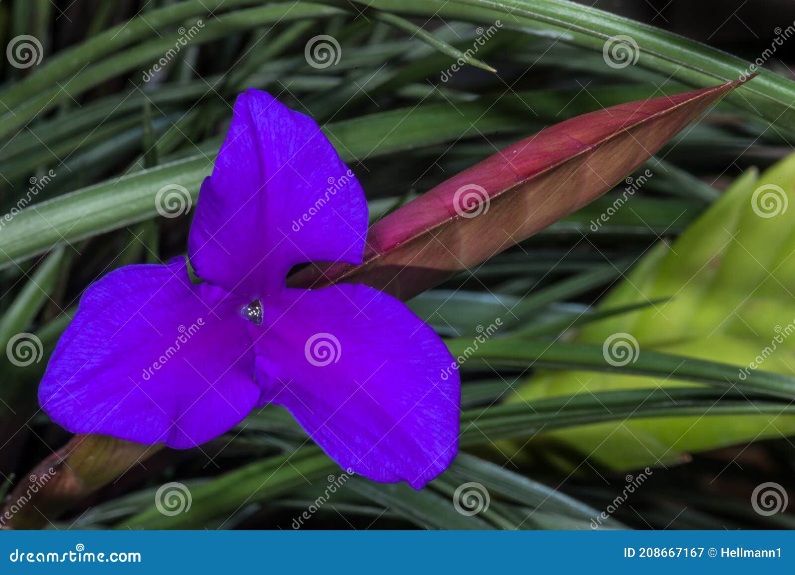 Pink Quill Flower stock image. Image of fresh, beautiful - 208667167