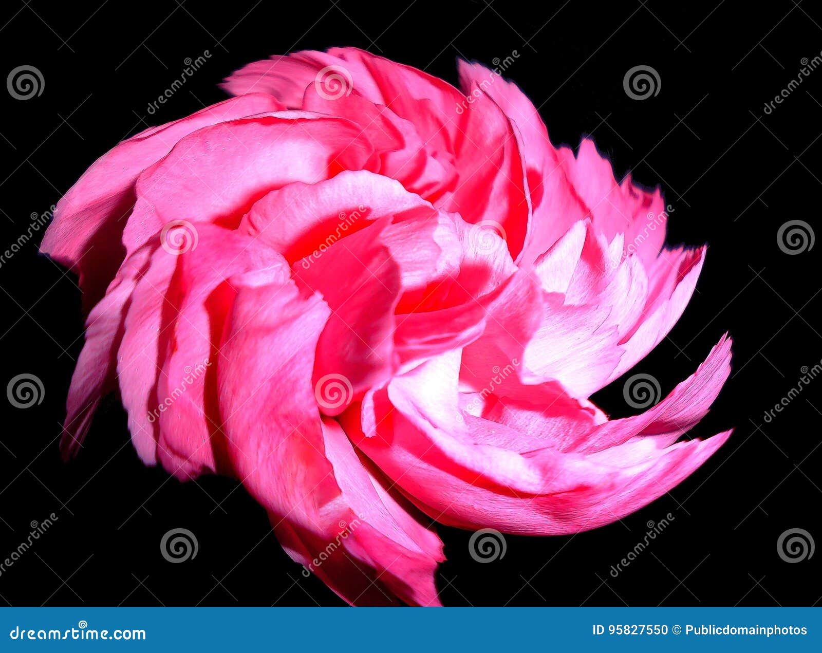 Flower, Pink, Red, Flowering Plant Picture. Image: 95827550