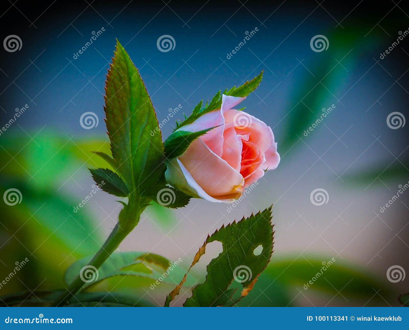 Ping stock image. Image of hobbit, tree, pink, ping - 100113341