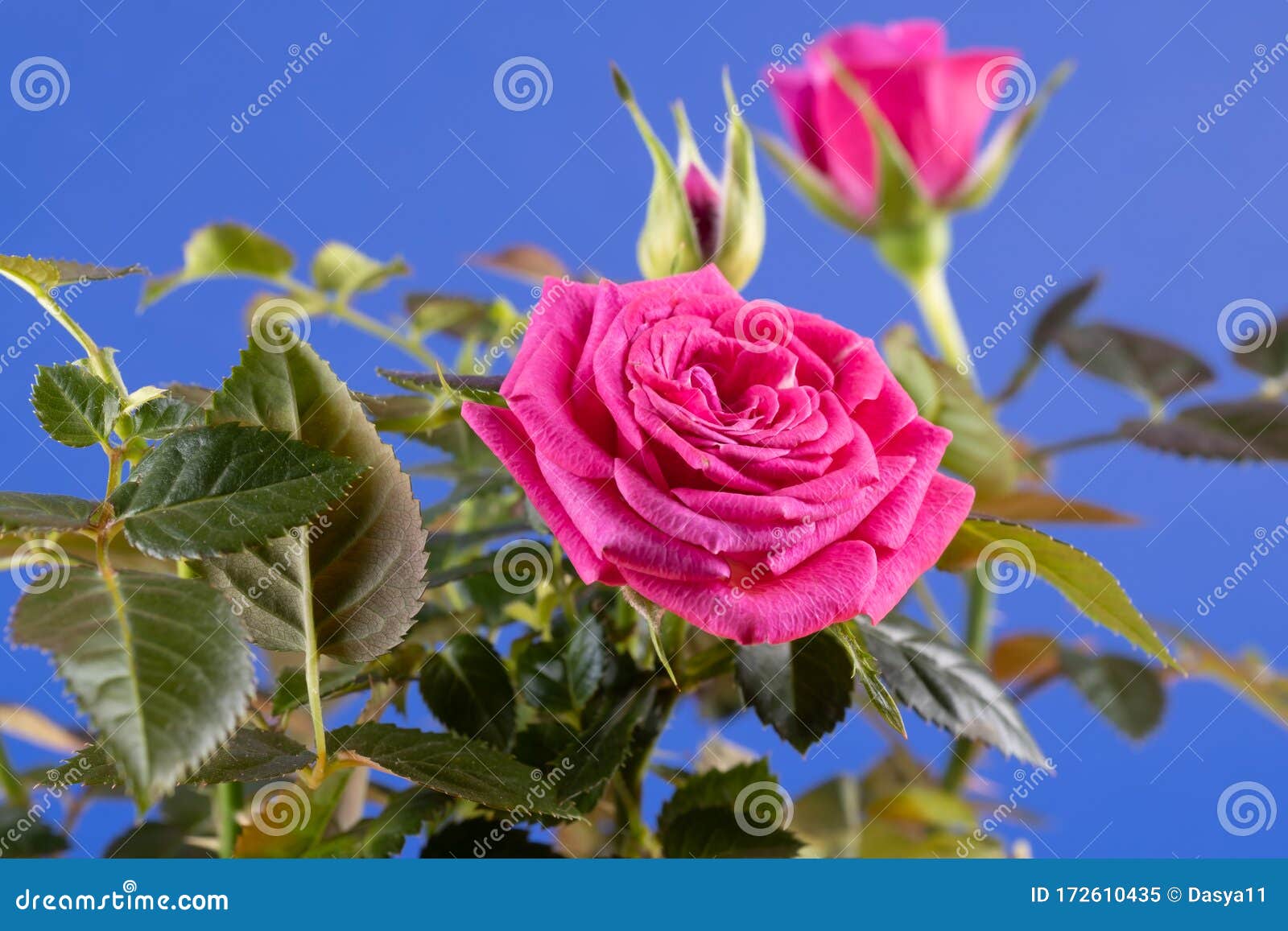 Flower of Pink Roses on Blue Background Stock Image - Image of design ...