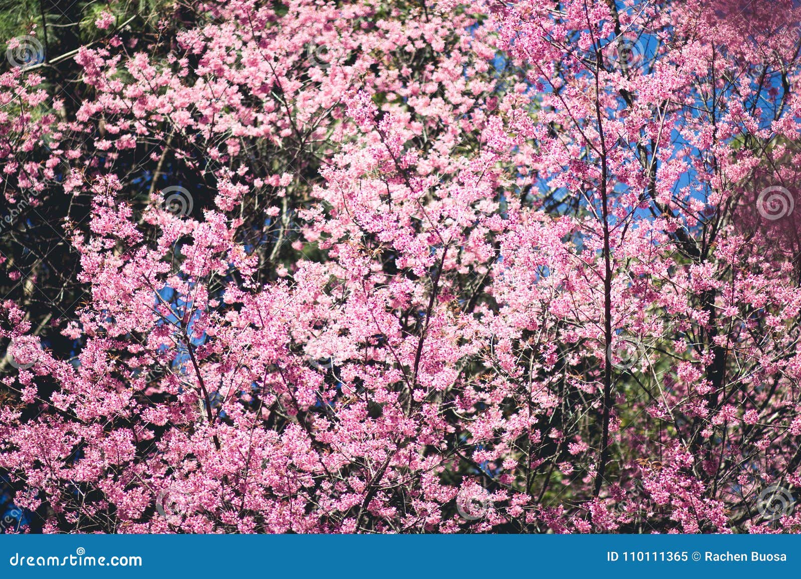 Flower Pink Spring Blossom Prunus Stock Image - Image of natural, bloom ...