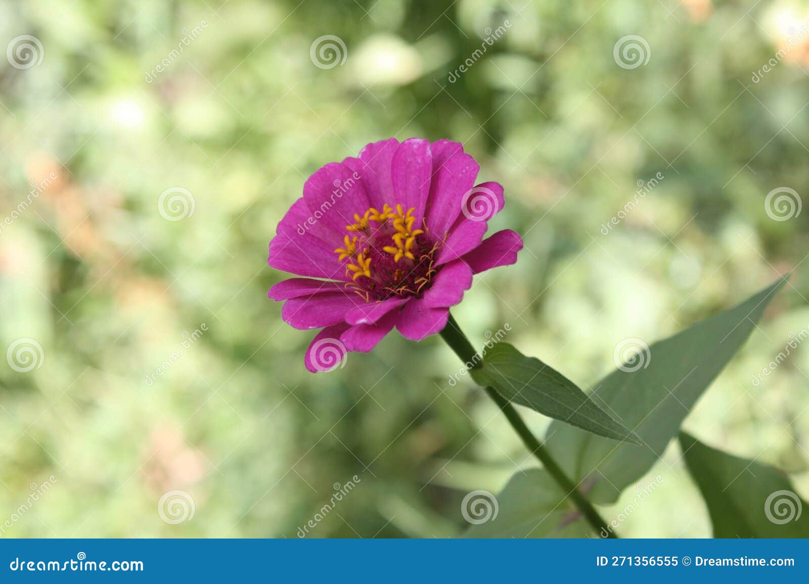 Flower pink in spring stock image. Image of herb, yellow - 271356555