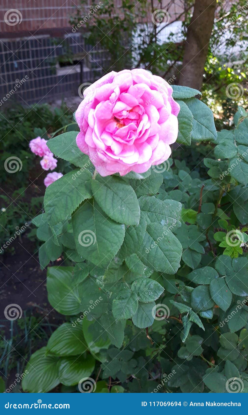 A Flower of a Pink Tea Rose on a Tiled House Background Stock Photo ...