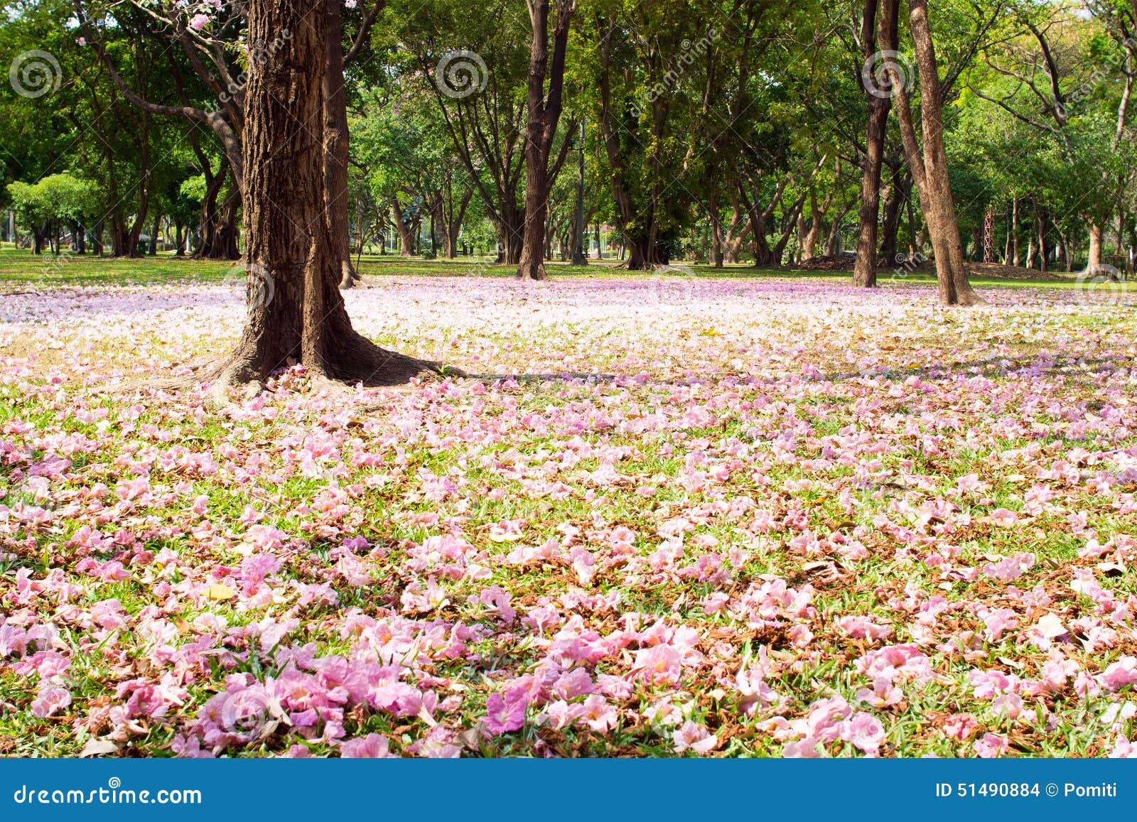 Flower of Pink Trumpet Tree Falling on Ground Stock Photo - Image of ...