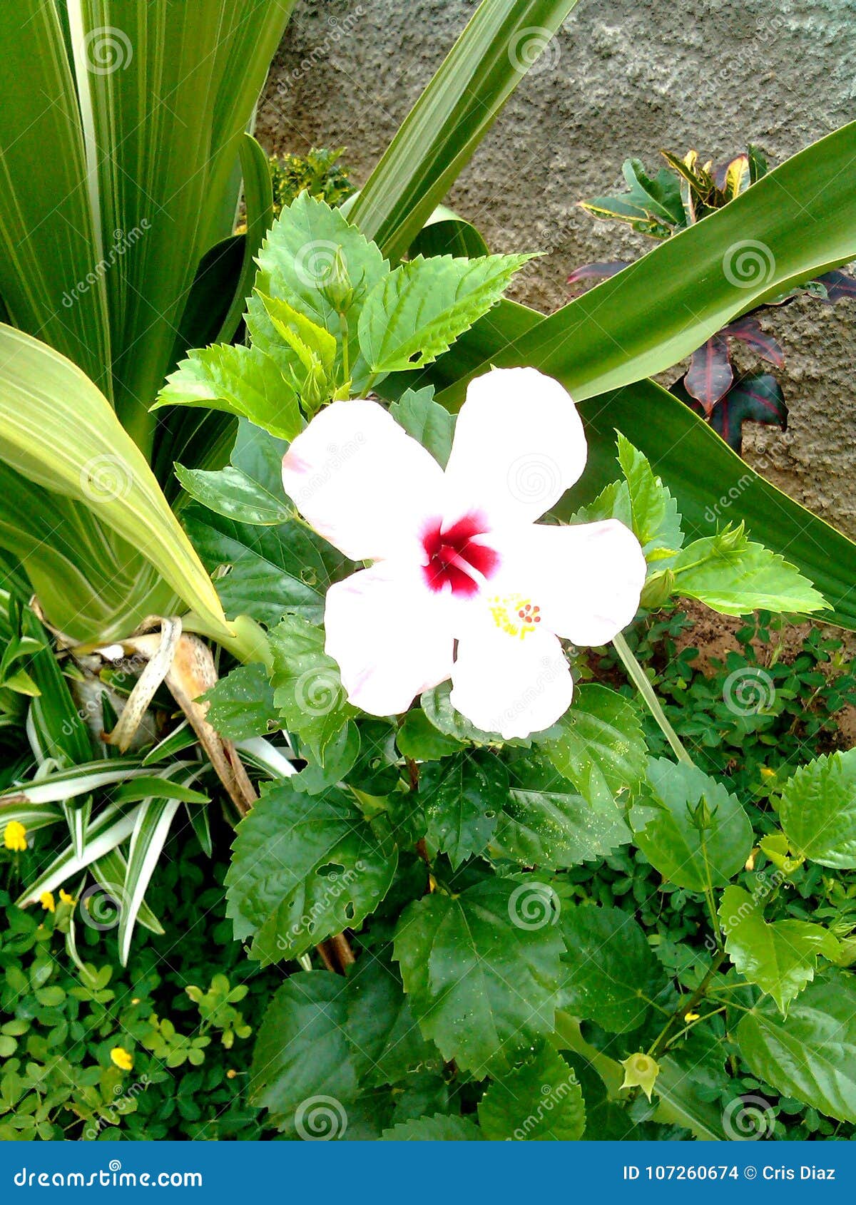 Flor Cayena Rosa Claro Palido Stock Photo - Image of palido, centro ...