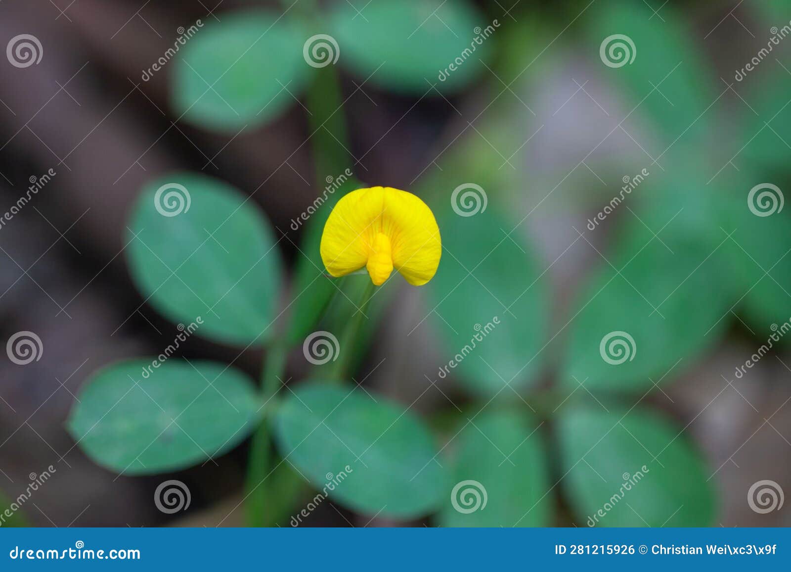 Flower of a Pinto Peanut, Arachis Pintoi Stock Photo - Image of pintoi ...