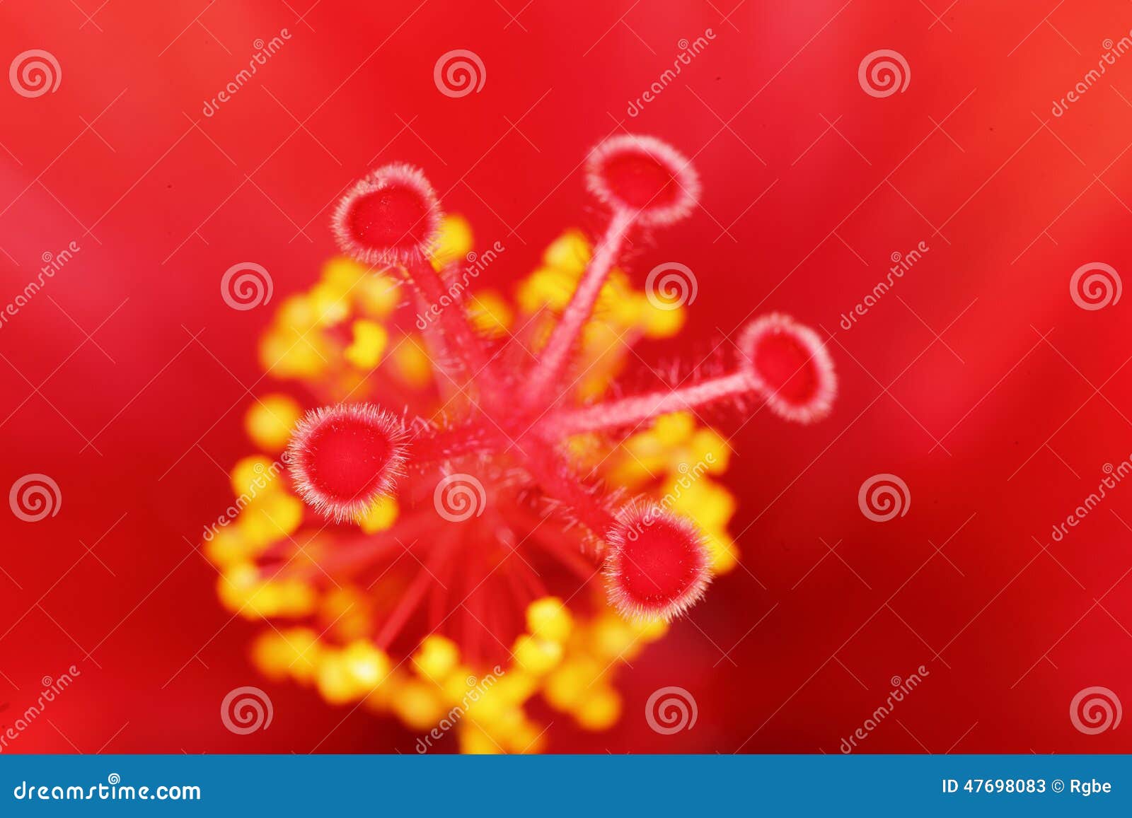 Flower pistil stock image. Image of pistil, flowers, wild - 47698083