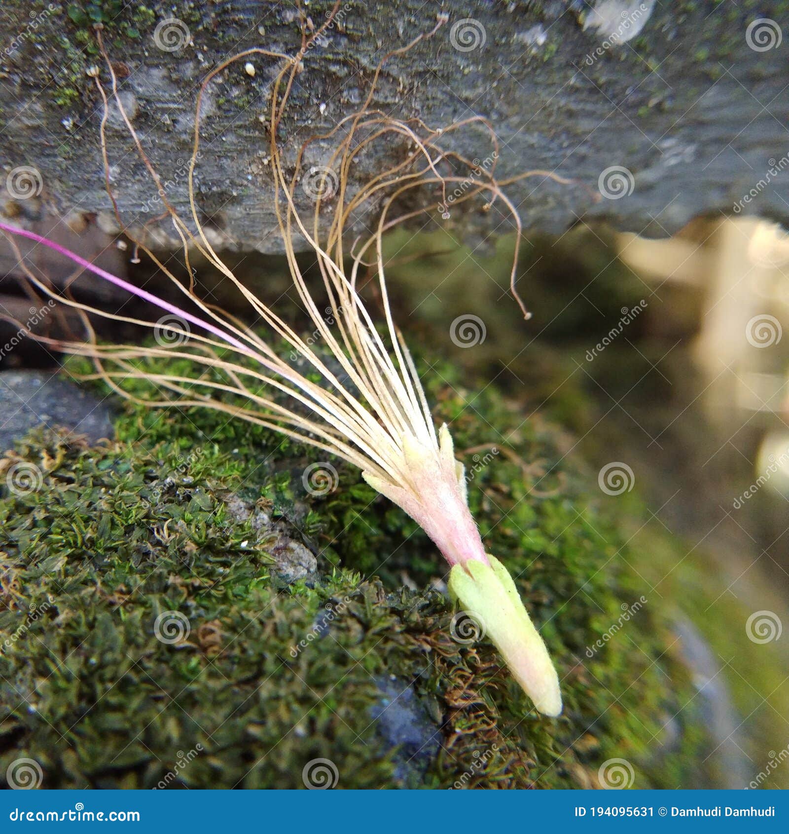 Octopus Like Tree With Multiple Trunks Royalty-Free Stock Photo ...