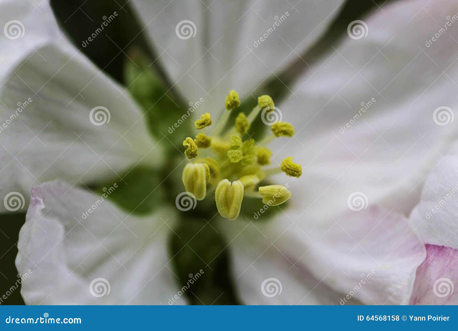 Flower pistil stock photo. Image of pistil, floral, flower - 64568158