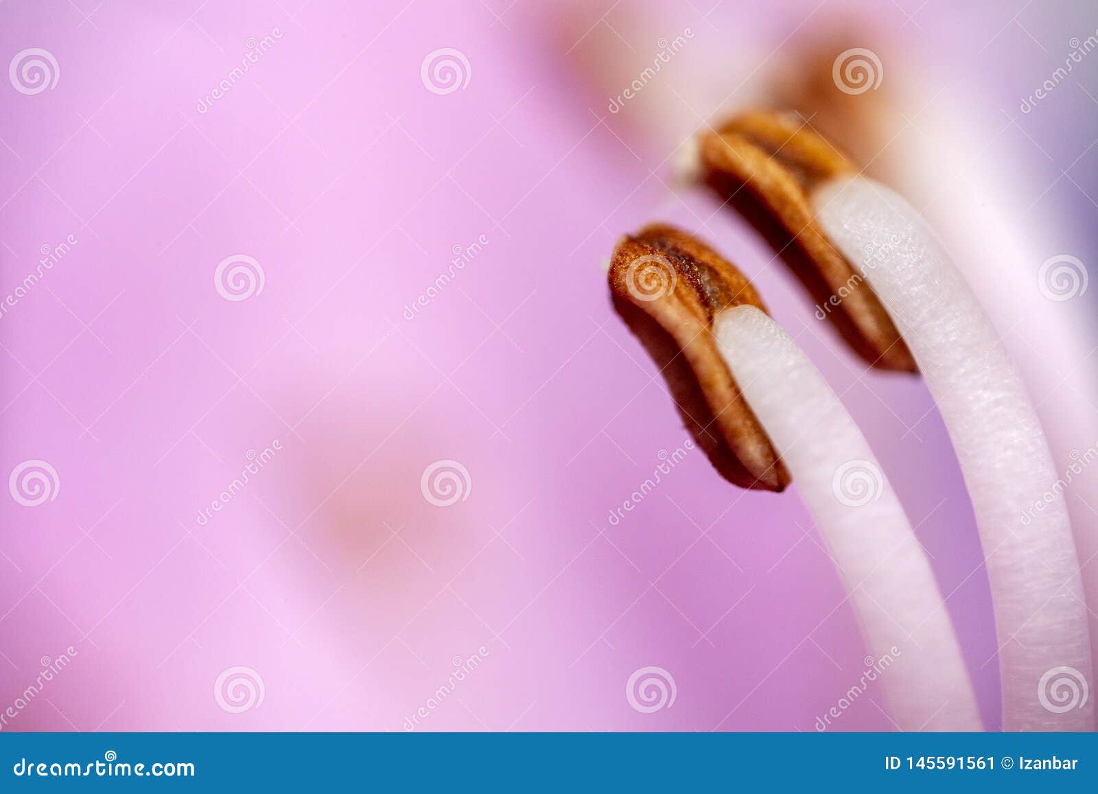 Flower pistil ultra macro stock image. Image of little - 145591561