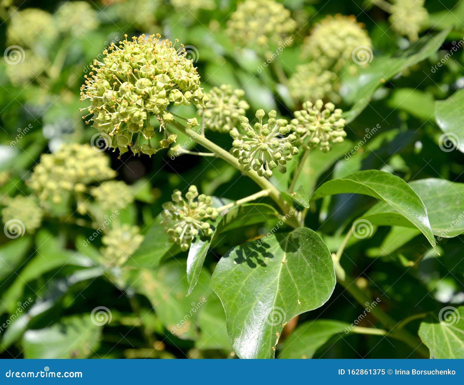 Hedera Helix Flower