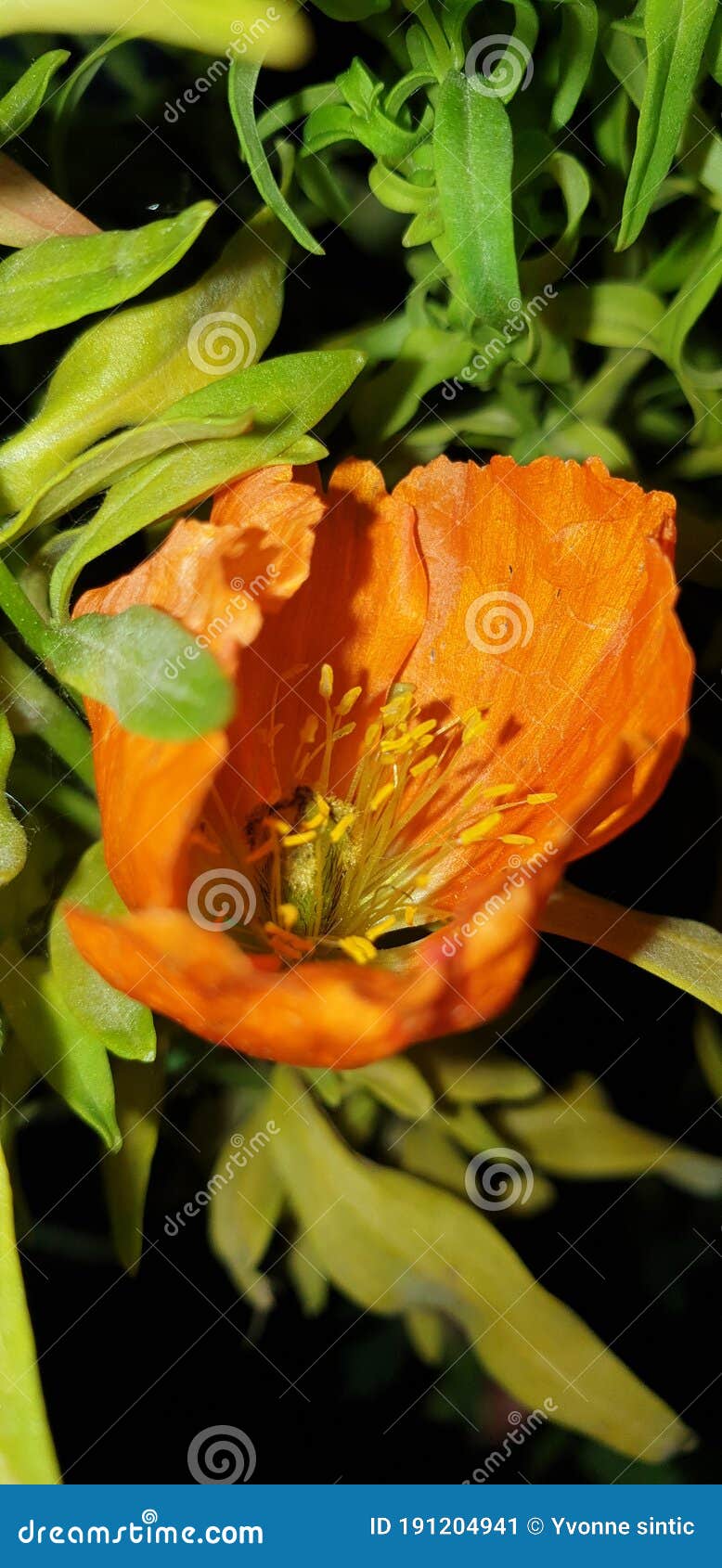 Flower plan blossom stock image. Image of nature, invertebrate - 191204941