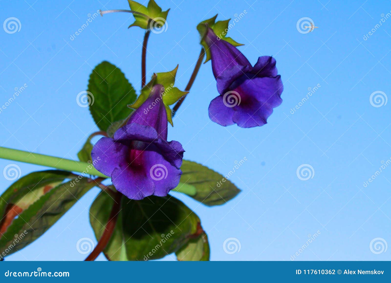 Flower and plane stock photo. Image of flowers, color - 117610362