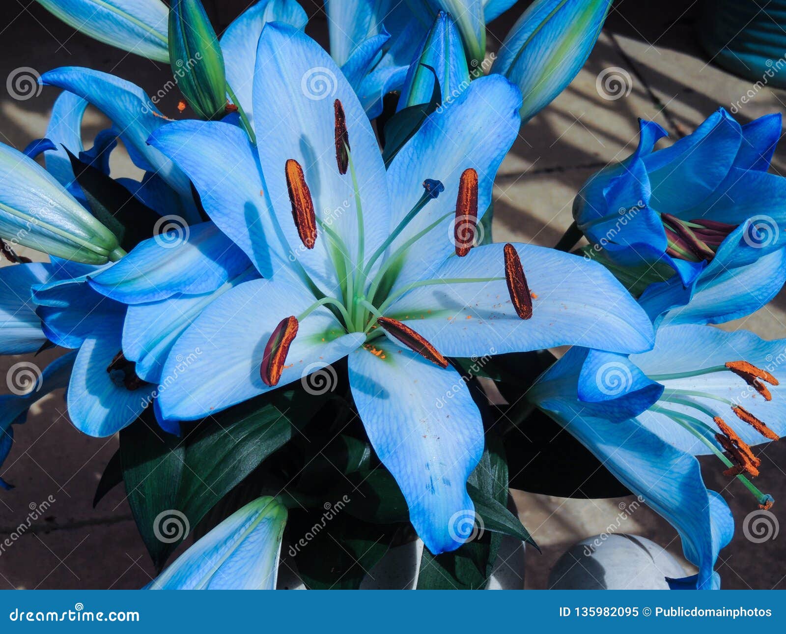 Flower, Plant, Blue, Flora Picture. Image: 135982095