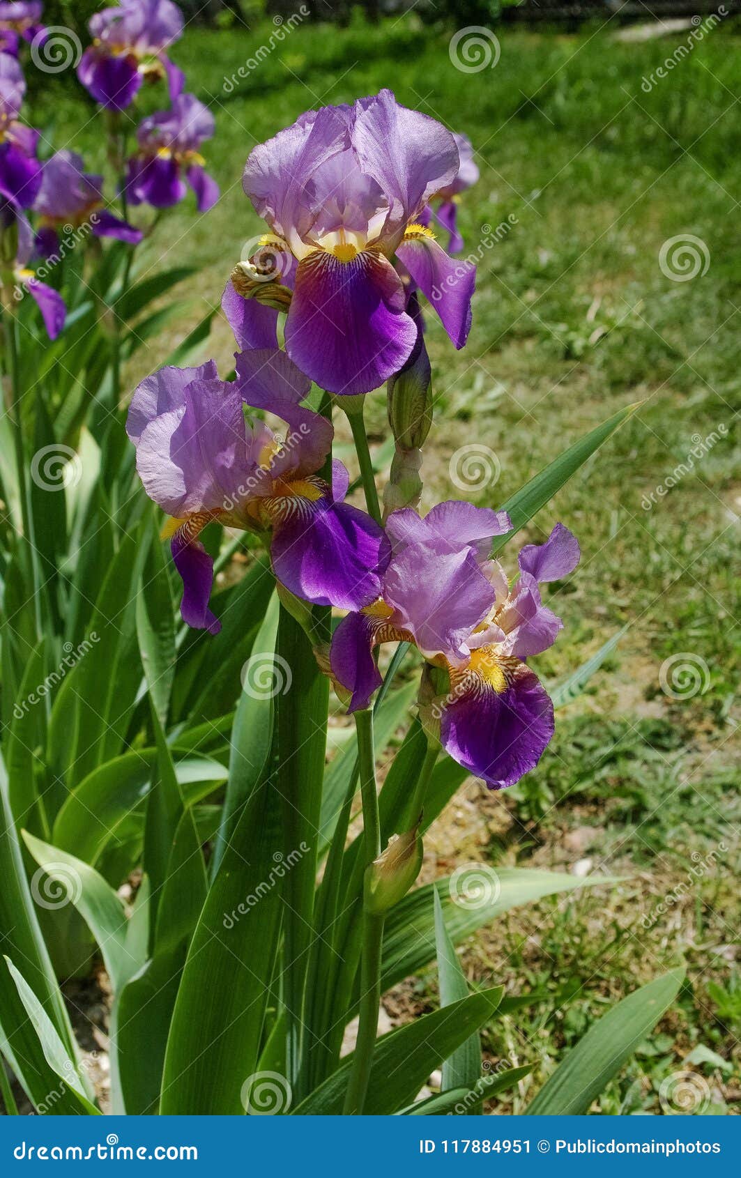 Flower, Plant, Flowering Plant, Iris Versicolor Picture. Image: 117884951